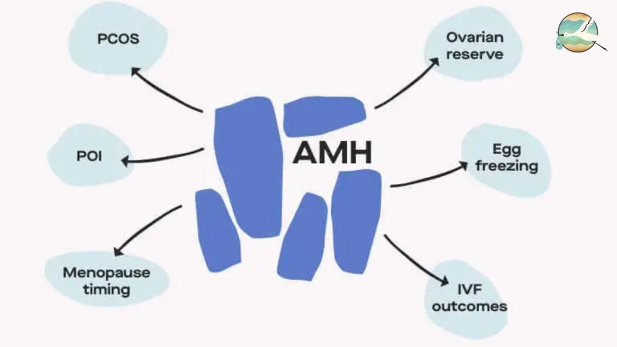 What is a Good AMH Level to Get Pregnant? - IVFix